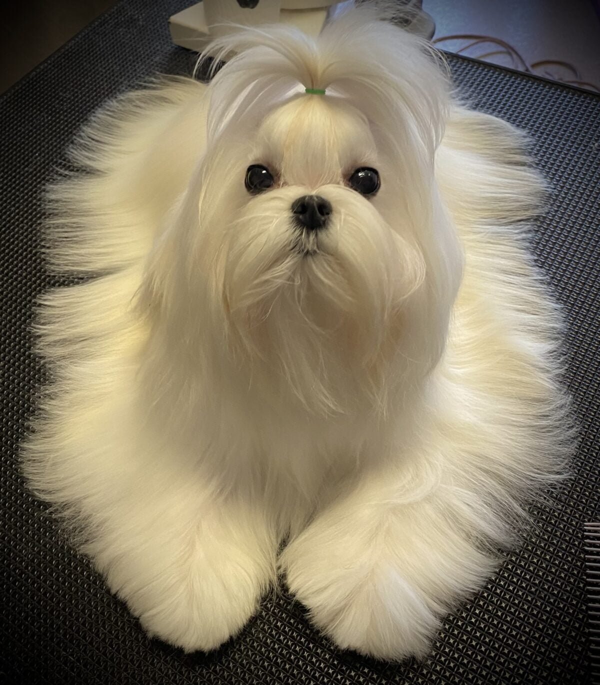 Bella Dolce Maltese | AKC Maltese Puppies for Show or Companion