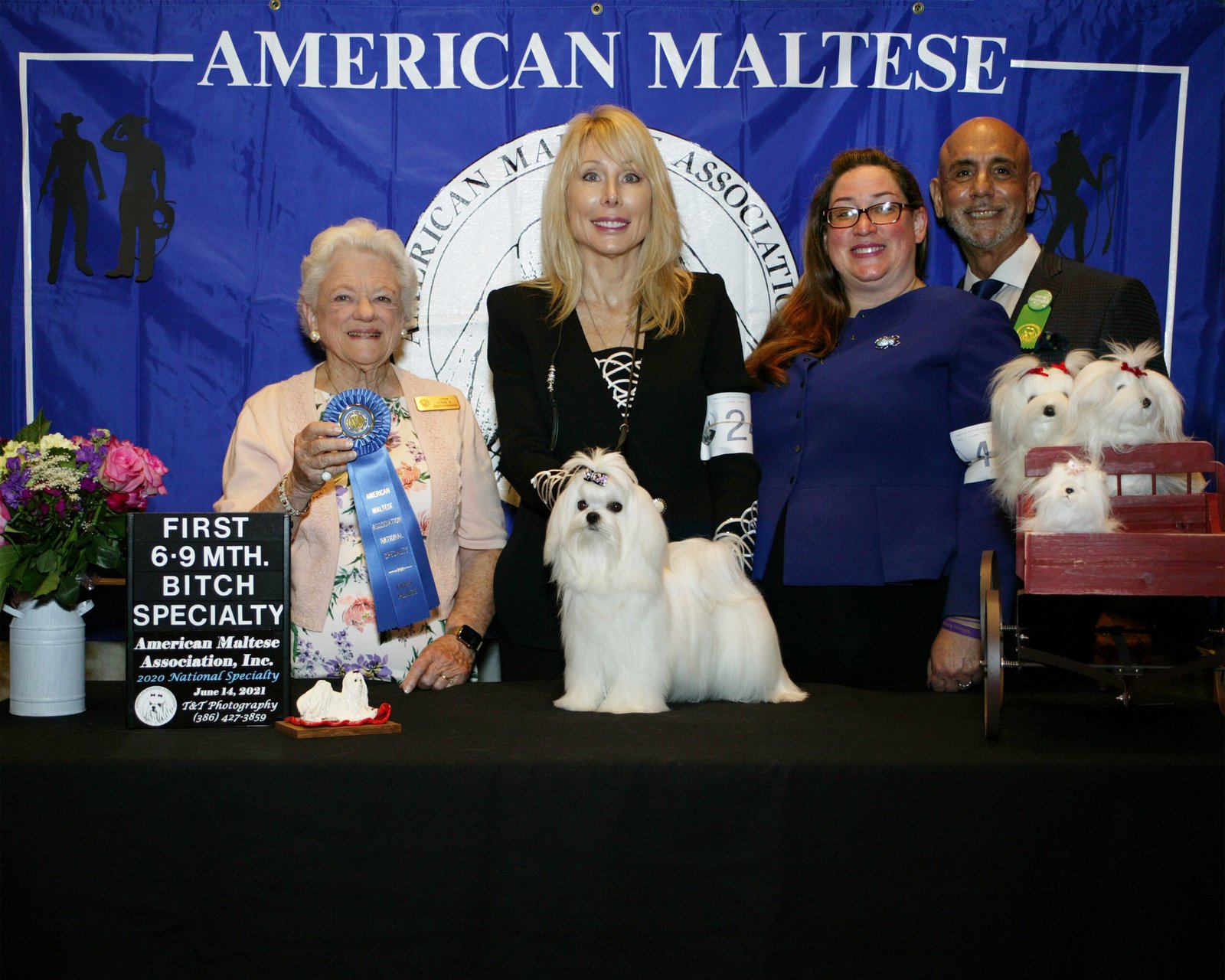Maltese Availability - Bella Dolce Maltese