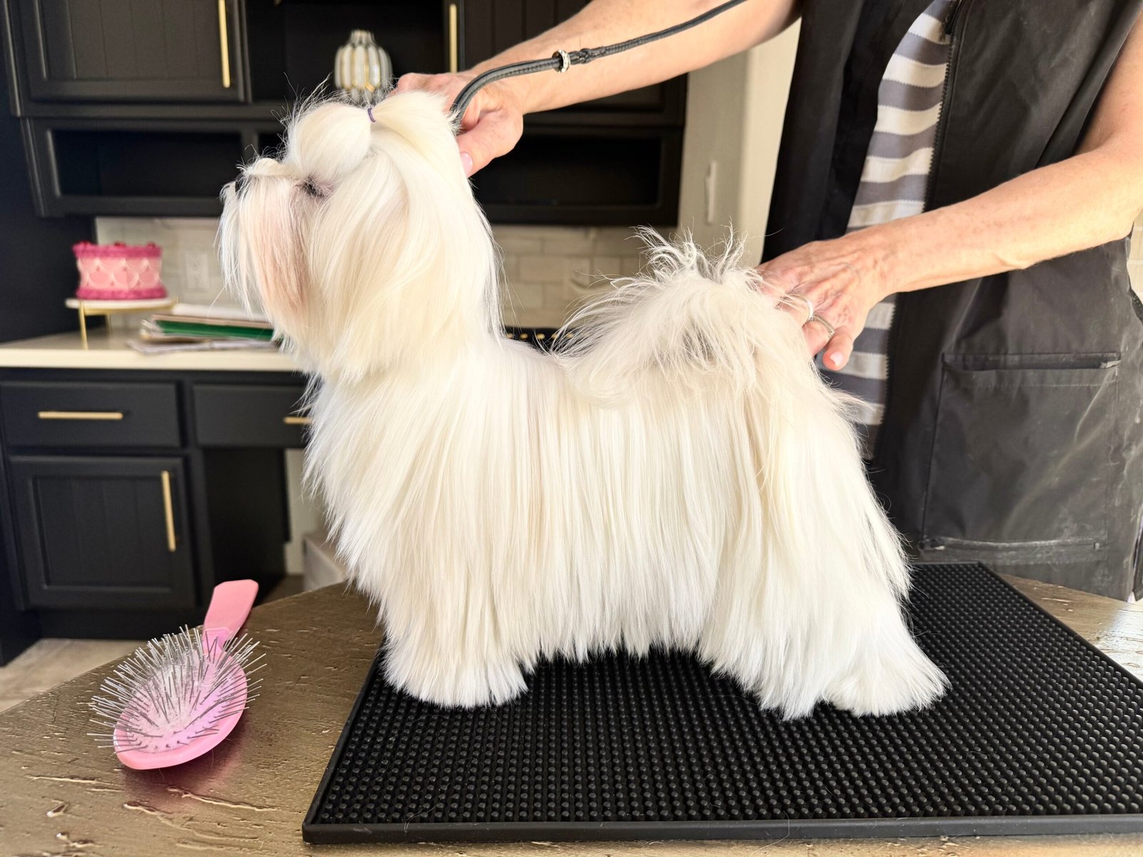 Maltese Availability - Bella Dolce Maltese