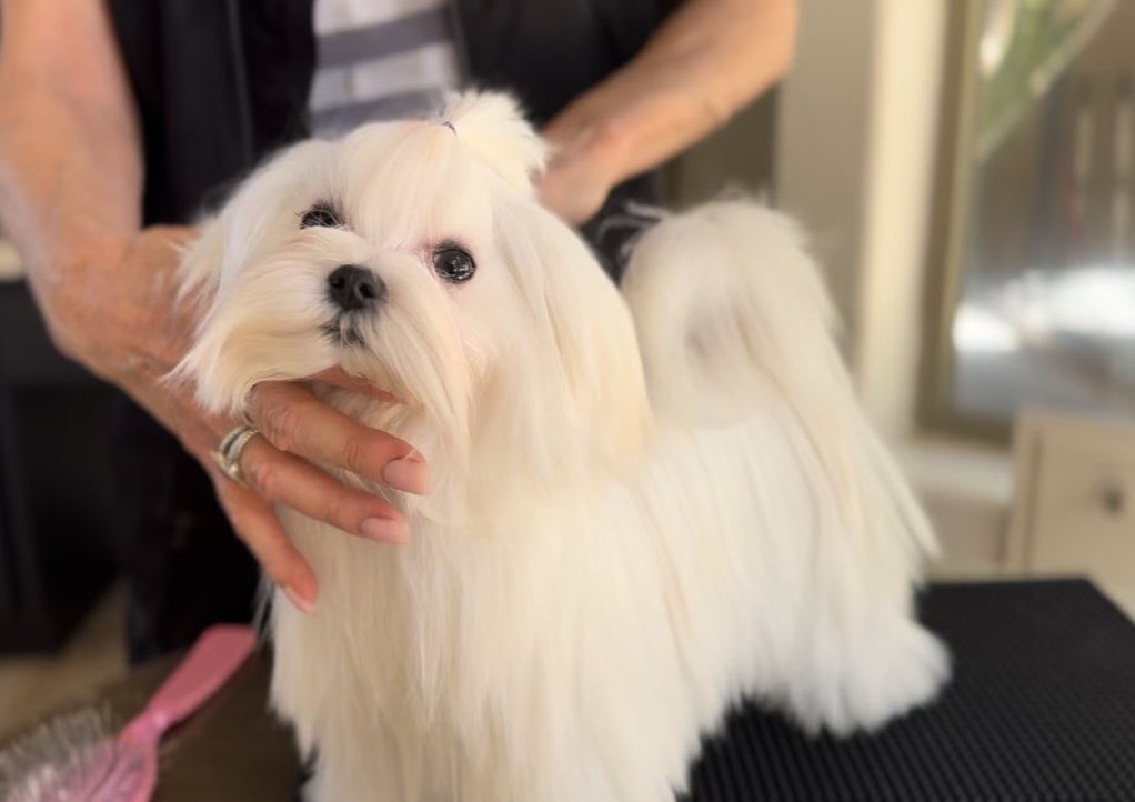 Maltese Availability - Bella Dolce Maltese